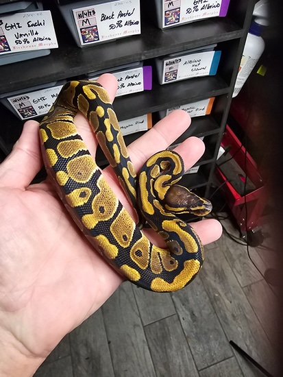 Het Sunset/Clown Male Ball Python by Firehouse Morphs