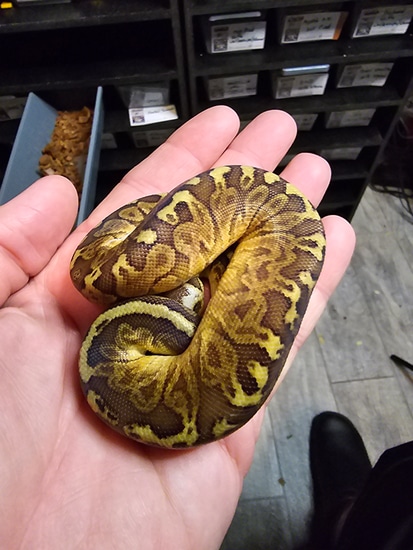 Pastel Sunset ***FREE Shipping*** Ball Python by Firehouse Morphs