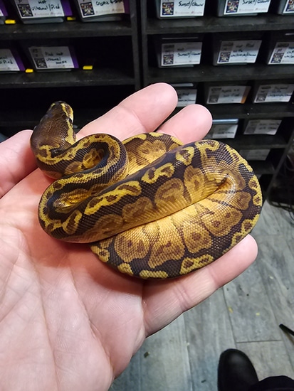 Sunset Male ***FREE Shipping*** Ball Python by Firehouse Morphs