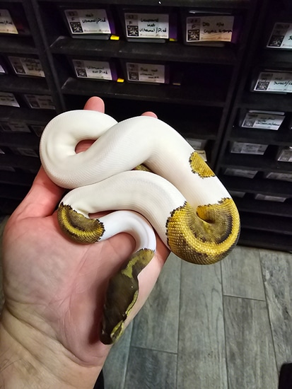 Mystic Piebald Female Ball Python by Firehouse Morphs