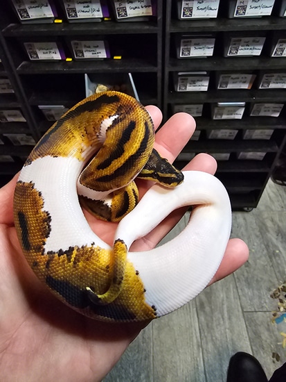 Blackhead Piebald 50% Lav/Gstripe/Clown Ball Python by Firehouse Morphs