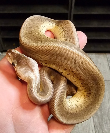 Pastel Black Pastel Leopard Pinstripe Ball Python by Firehouse Morphs