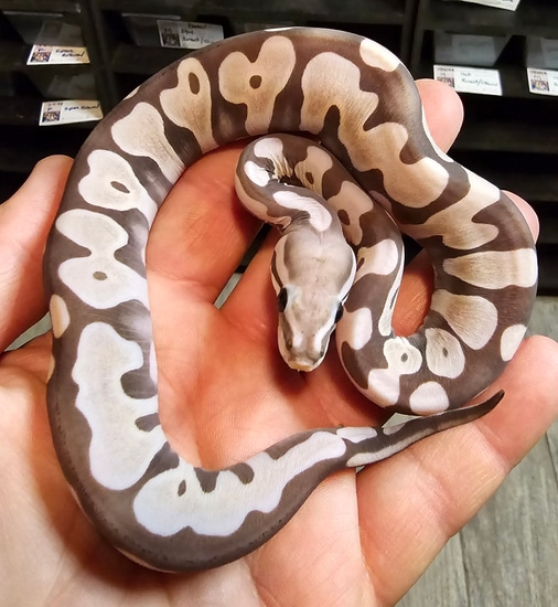 Scaleless Poss. Pastel /Black Pastel Ball Python by Firehouse Morphs