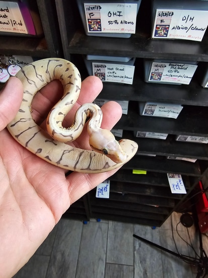 Fire Lemonblast Scaleless Ball Python by Firehouse Morphs