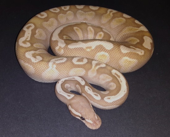 Banana Butter GHI Ball Python by MikMak Morphs