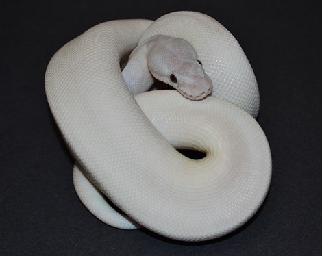BEL - Super Mojave Plus Ball Python by MikMak Morphs - MorphMarket