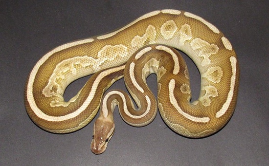Black Pastel Butter Specter Ball Python by MikMak Morphs