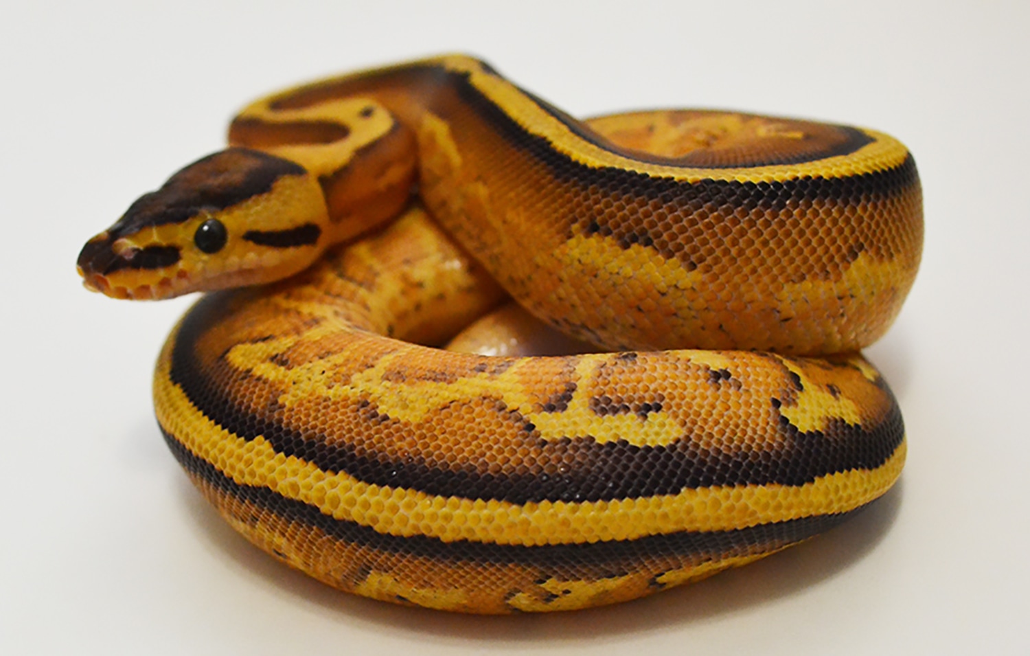 Super Stripe Ball Python by MikMak Morphs - MorphMarket