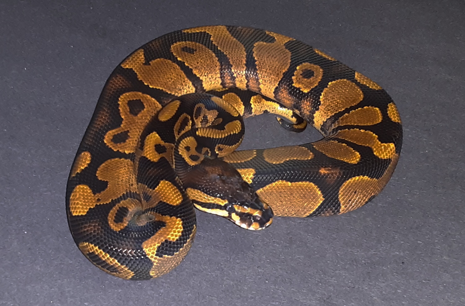 Yellow Belly Ball Python by MikMak Morphs - MorphMarket