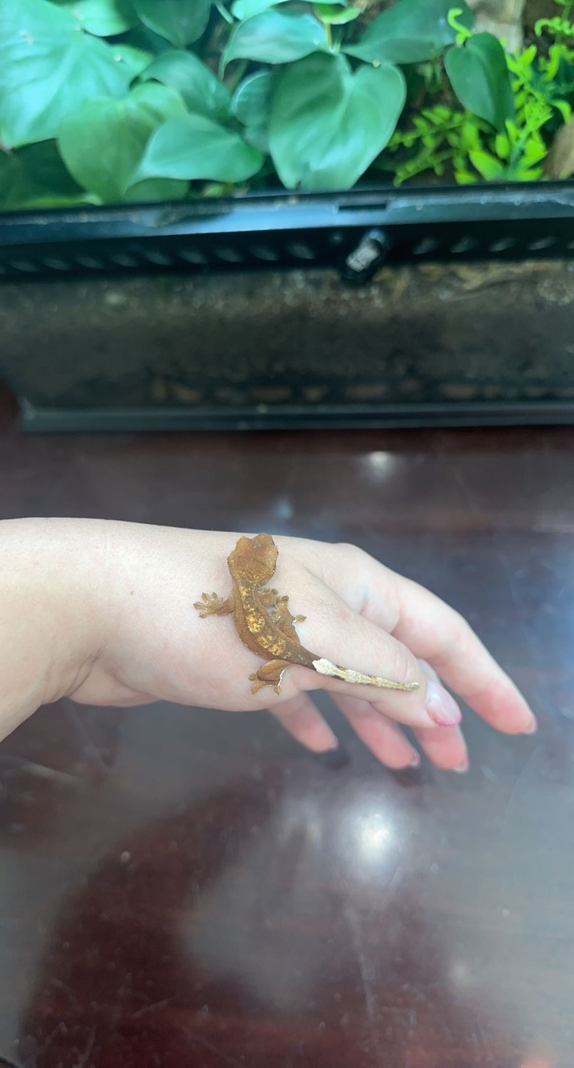 Harlequin Baby Crested Gecko by M’s Goofy Crested Geckos - MorphMarket