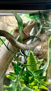 M’s Goofy Crested Geckos - MorphMarket