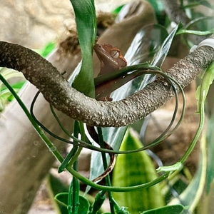 M’s Goofy Crested Geckos - MorphMarket