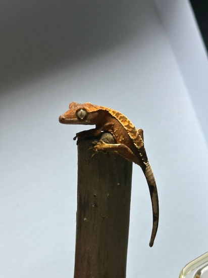 Harlequin Crestie Crested Gecko by M’s Goofy Crested Geckos