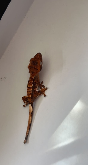 Baby Crested Gecko by M’s Goofy Crested Geckos
