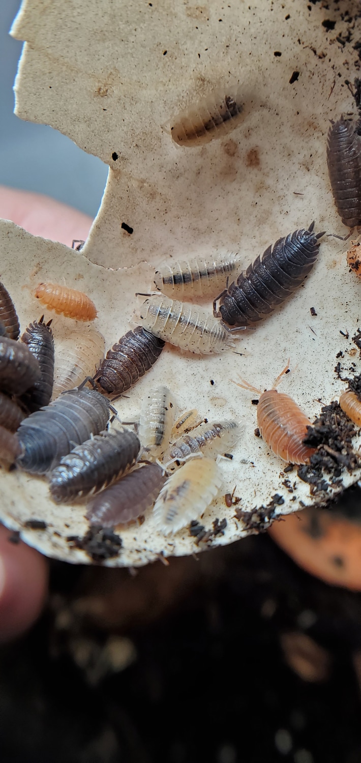 P. Scaber-Lotto Mix 10ct Isopod by Crustaceans Lady - MorphMarket