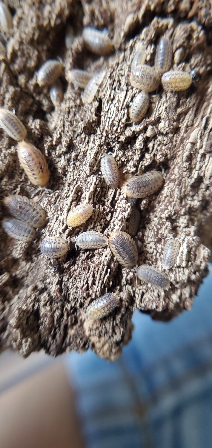 Agabiformius Lentus 10ct Isopod by Crustaceans Lady - MorphMarket