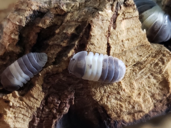 10 Count Of Cubaris Panda King Isopod by Downey Herpetoculture