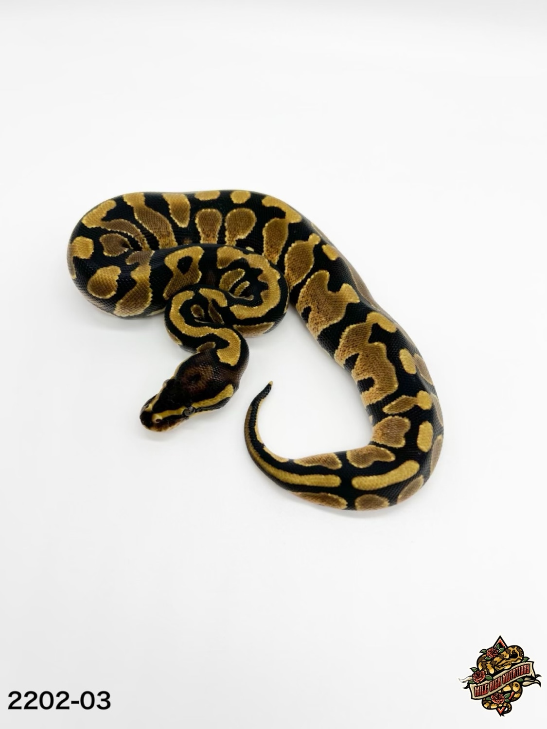 SALE**Yellowbelly Dbl Het DG Pied 50% Het G-Stripe Ball Python by Mile ...