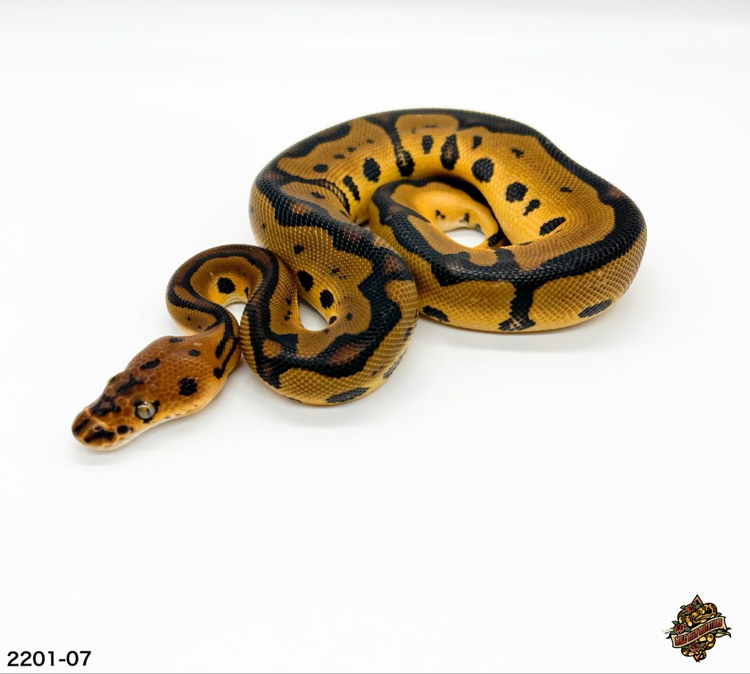 Leopard Clown Ball Python by Mile High Mutations - MorphMarket