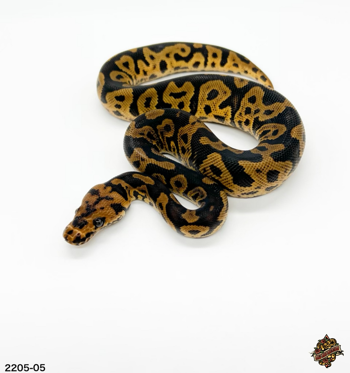 Confusion Clown Ball Python by Mile High Mutations - MorphMarket