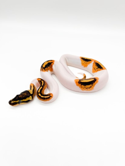 Fire Yellowbelly Pied Het Lavender Albino Ball Python by Mile High ...