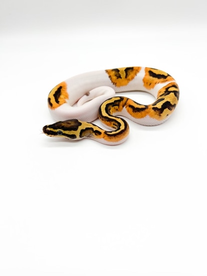 Fire Pied Het Lavender Albino Ball Python by Mile High Mutations