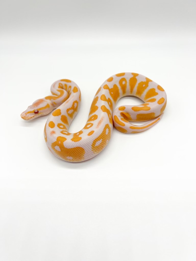 SALE** Blackhead Lavender Het Pied Ball Python by Mile High Mutations ...