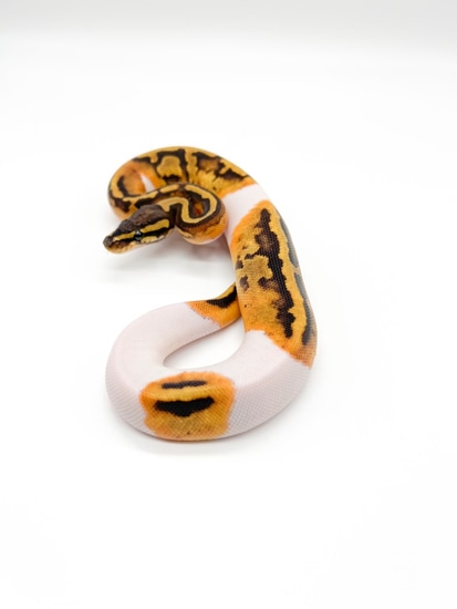 ** SALE Pied Het Lavender Ball Python by Mile High Mutations