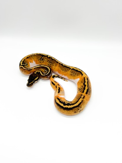 Blackhead Pied Het Lavender Ball Python by Mile High Mutations