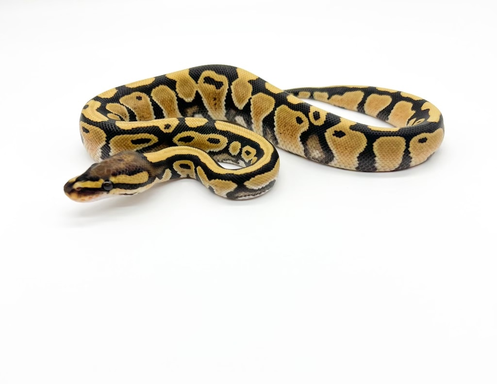 SALE** Desert Ghost Het Clown 50% Het G-Stripe Ball Python by Mile High ...