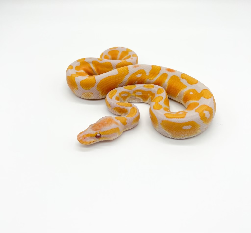 YB Lavender Het Pied Ball Python by Mile High Mutations - MorphMarket