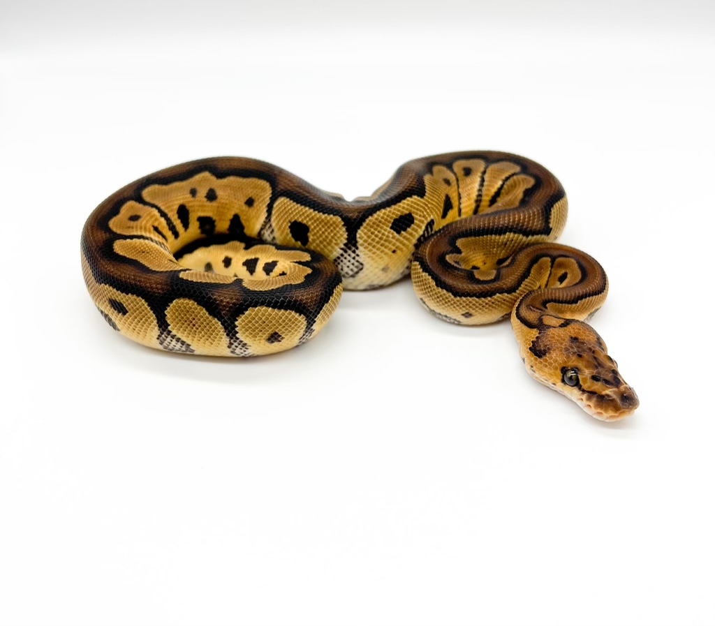 Clown Ball Python by Mile High Mutations - MorphMarket