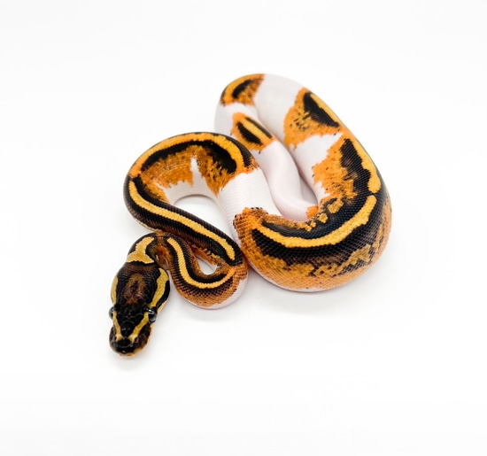 Yellowbelly Pied Het Lavender Ball Python by Mile High Mutations