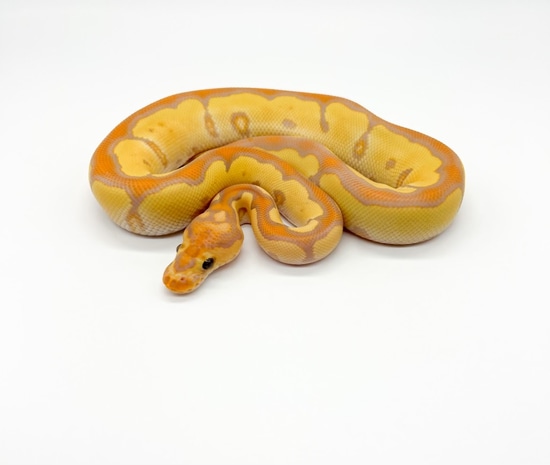 Banana Clown (Female Maker) Ball Python by Mile High Mutations