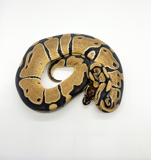 Blade Het Clown Ball Python by Mile High Mutations