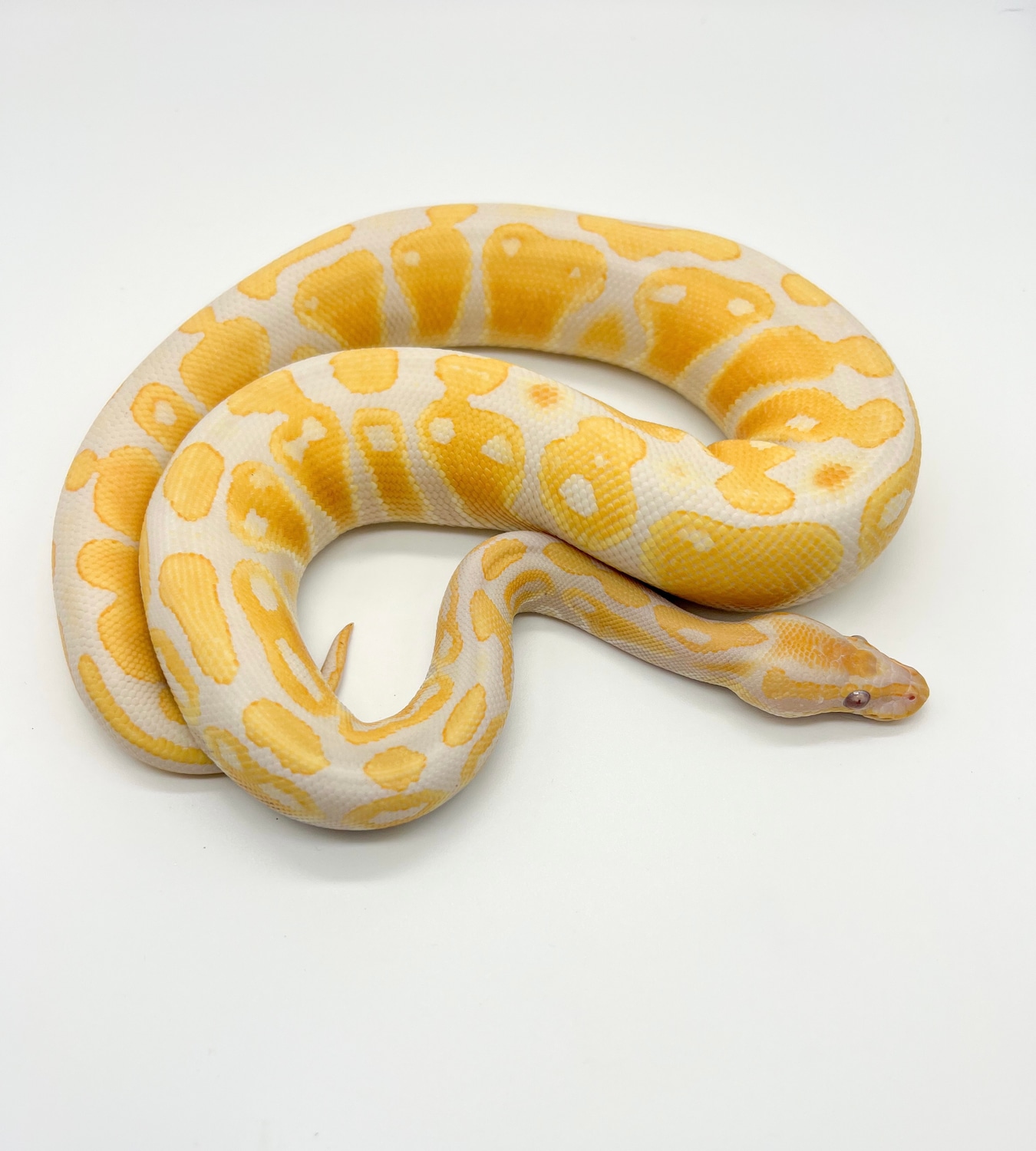 Lavender Het Pied Ball Python by Mile High Mutations - MorphMarket