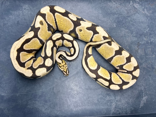 Spotnose Desert Ghost Het G-Stripe Ball Python by Mile High Mutations