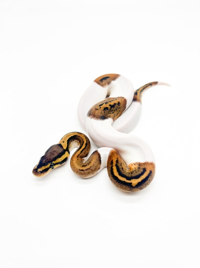 Pastel Blackhead Pied 50% Het Hypo Ball Python by Mile High Mutations