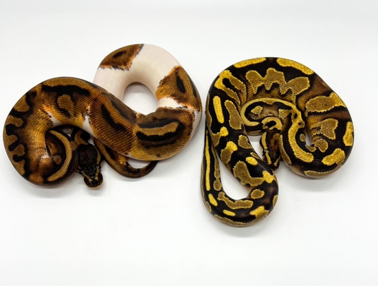 Ultramel Pied Project Pair Ball Python by Mile High Mutations