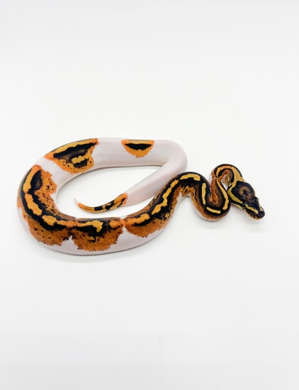 1.1 Clown Piebald Project Group Ball Python by Mile High Mutations