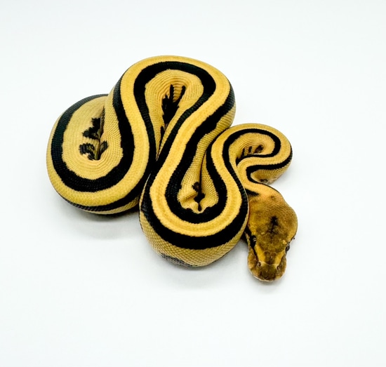 Leopard Redstripe Desert Ghost G-Stripe Het Clown Ball Python by Mile ...