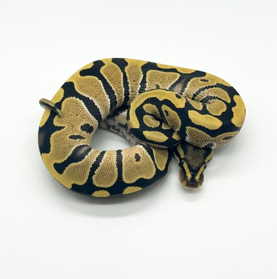 Desert Ghost Ball Python by Mile High Mutations