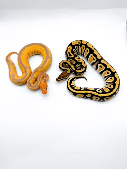 Clown Project Pair Ball Python by Mile High Mutations