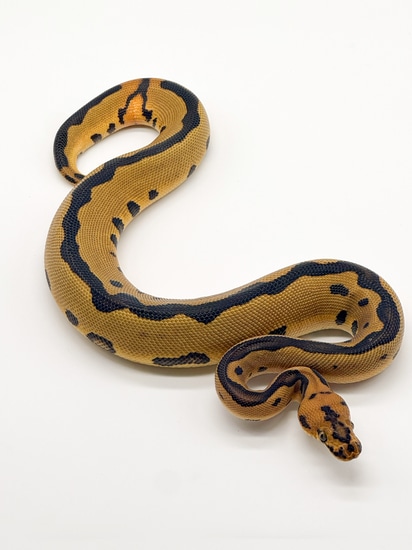 Leopard Clown Poss Het Hypo Pied Ball Python by Mile High Mutations