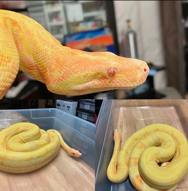 Kahl Sunglow Het. Anery Boa Constrictor by Mile High Pythons - MorphMarket