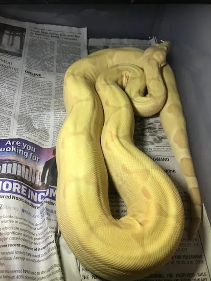 Sunglow Het Anery Boa Constrictor by Mile High Pythons - MorphMarket