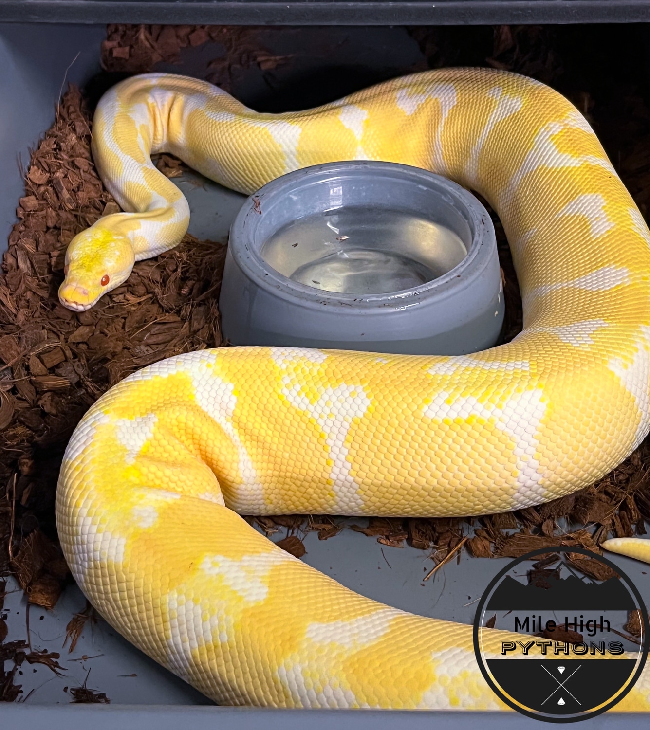 Albino Ball Python by Mile High Pythons - MorphMarket