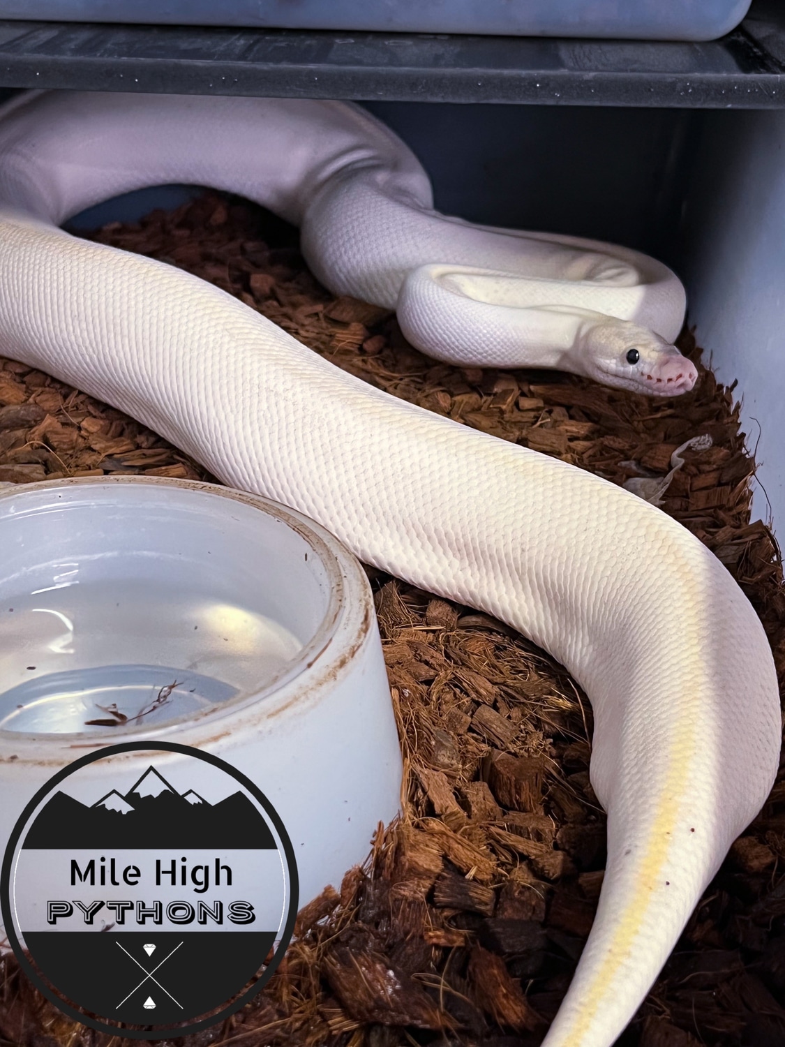 Ivory Ball Python by Mile High Pythons - MorphMarket