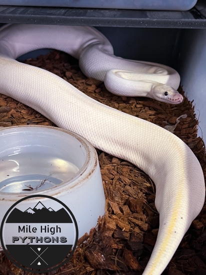 Ivory Ball Python by Mile High Pythons