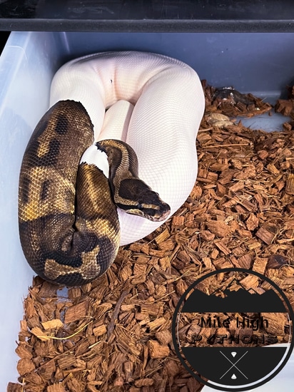 Pied Ball Python by Mile High Pythons
